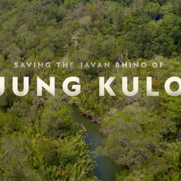 Saving The Javan Rhino Of Ujung Kulon
